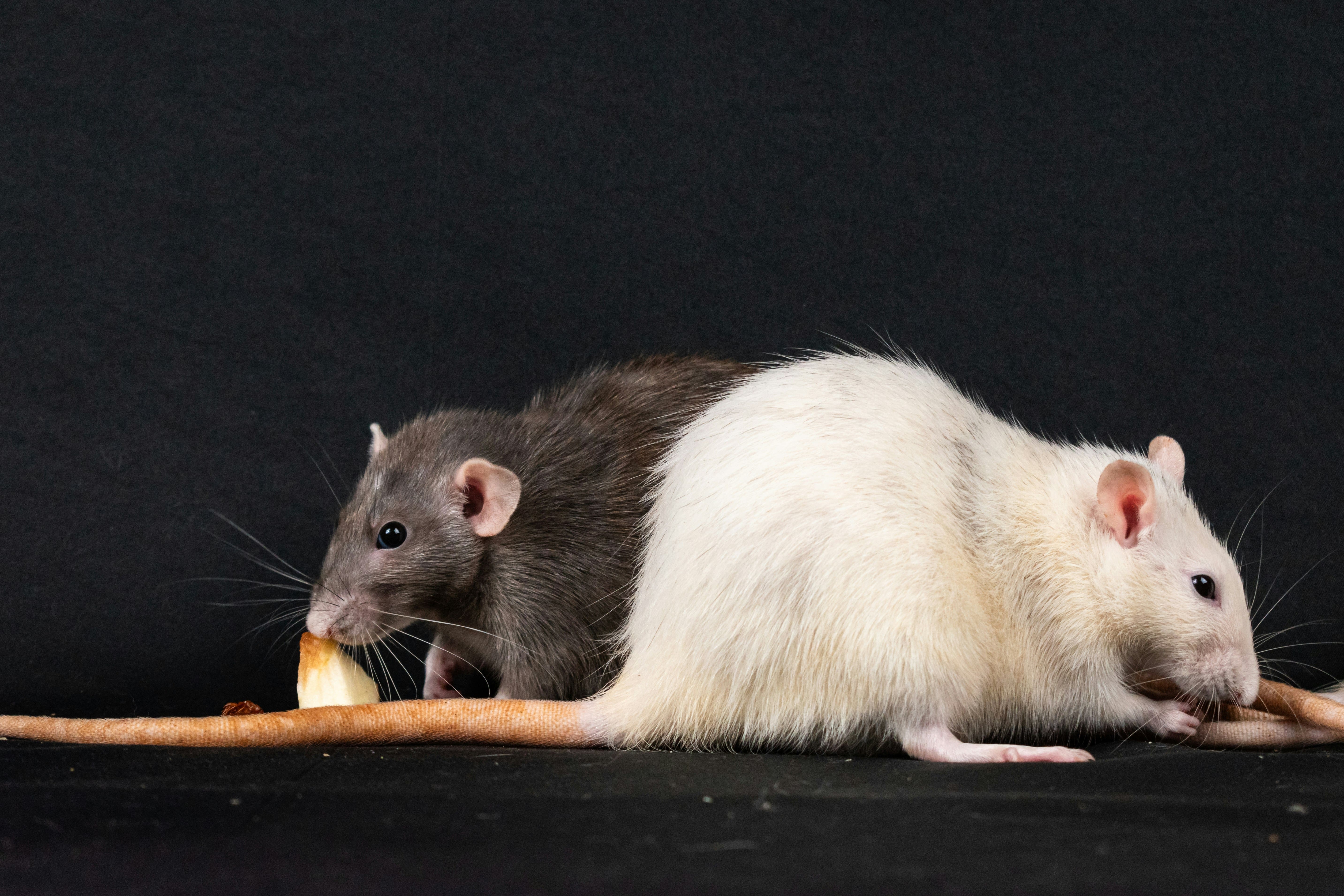 How Big Can Rats Grow? Surprising Facts About Rat Sizes | Woodlands ...