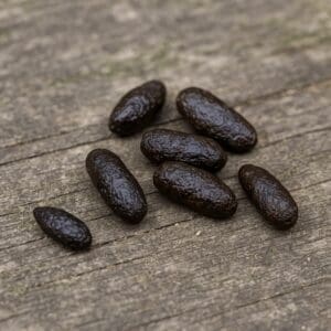 How to Identify Squirrel Poop | Woodlands Wildlife Elimination